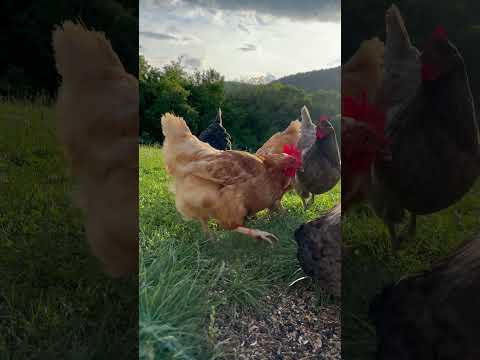 Volume up to hear some happy chicken sounds. โบ๏ธ๐ #chickens #homestead #freerangechickens #shorts