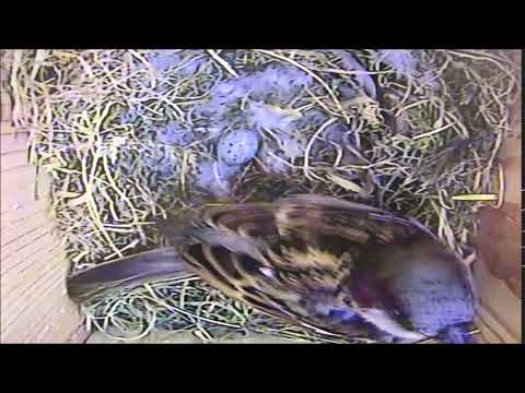 House Sparrow Egg Laying Stage [15th April 2019]