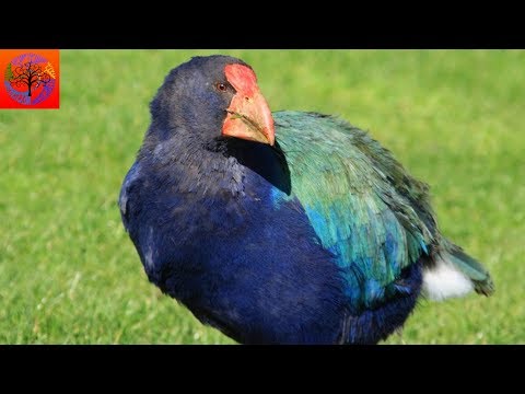 Takahē - Animal of the Week