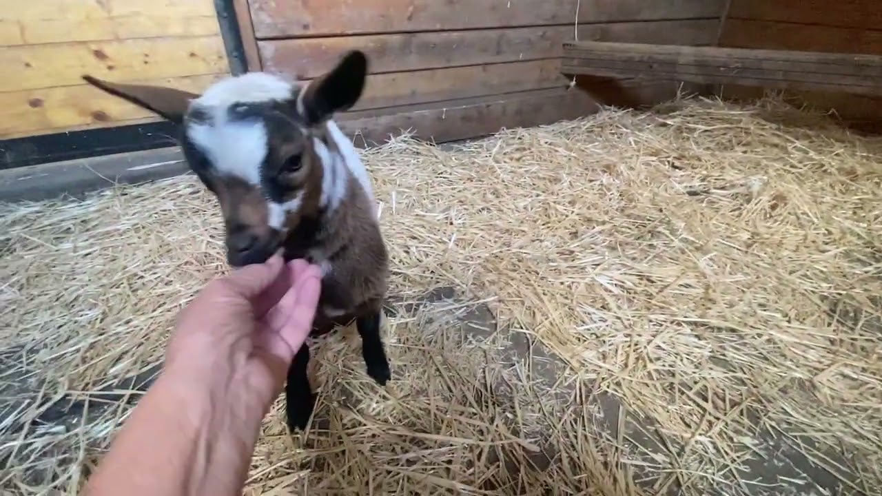 Ruger our new buckling from Blue cactus dairy goats our of Legend and Marcia Marcia