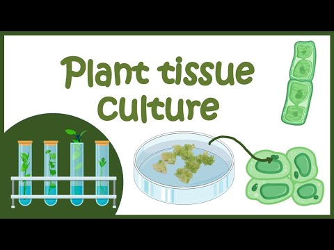 Plant tissue culture overview |