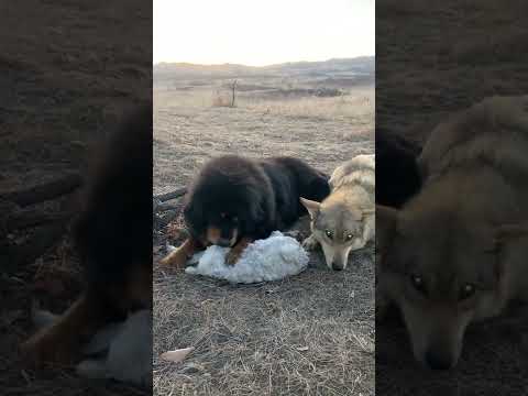 #Wolf intimidated by #mastiff