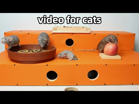 Cat Tv🐭Rat Video for Cats to Watch🐭Cat Game to Relax your pets