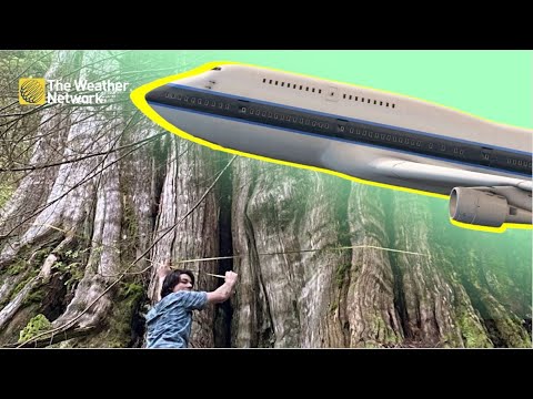 Newly discovered B.C. tree is as big as a Boeing 747