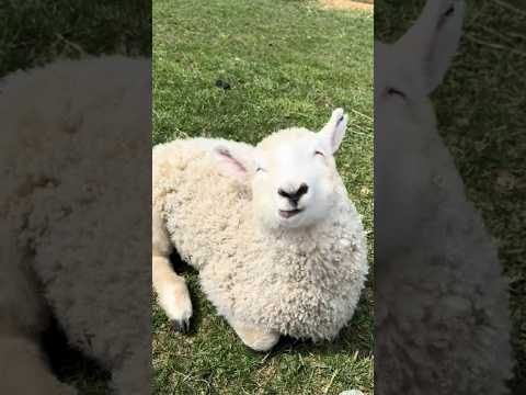 Sheep - Gentle Grazers of the Field#sheep #wool #farmlife #animals #lamb #nature #pasture #fleece