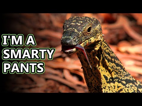 Monitor Lizard facts: some smart reptiles | Animal Fact Files