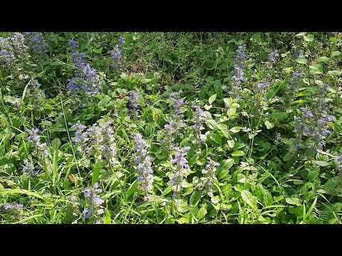 Bugleweed:; A Quick Overview