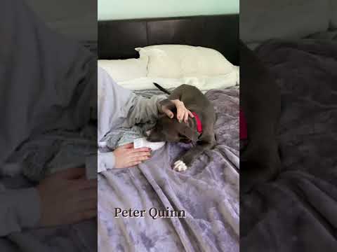 Peter Quinn- RARE Adoptable Puppy!