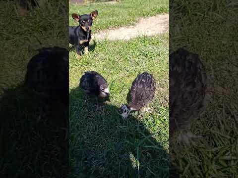 Black Spanish turkey poults
