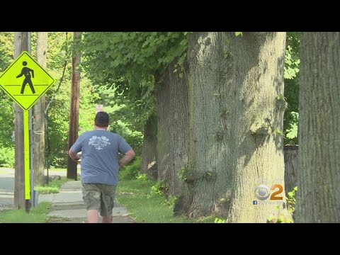 Village's 100-Year-Old Linden Trees Pose Safety Risk