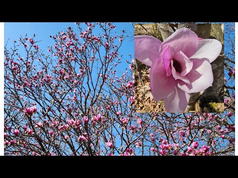 Japanese Magnolia blooming in early March. GA/Zone 8A.