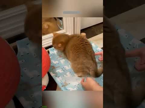Cute Animals ❤️ Try not To laugh 🐈⬛ #mewmew Episode 6246