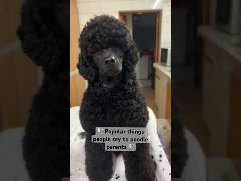 People and their opinions on poodles 🫠