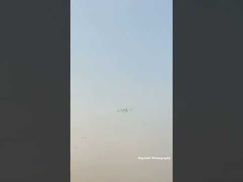 What beautiful birds fly in the sky…