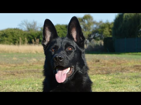 Trained Black Czech Shepherd for Sale
