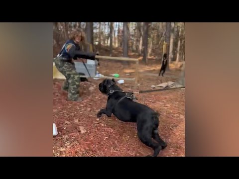 130 Pound Giant Schnauzer Protection Training #protectiondog #giantschnauzer