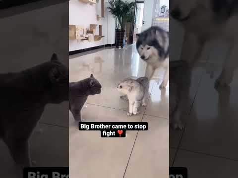 wait for big brother π #shorts #funny #animals #NK #pets
