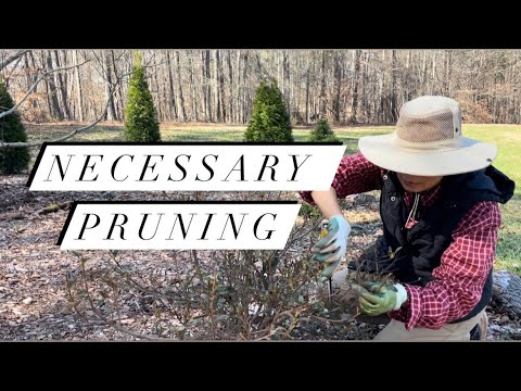 Pruning Back Suckers (on Japanese Magnolia) & Deer Eaten Azaleas