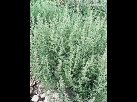 Salsola tragus (πρώην Salsola kali) (αλμυρίδι)