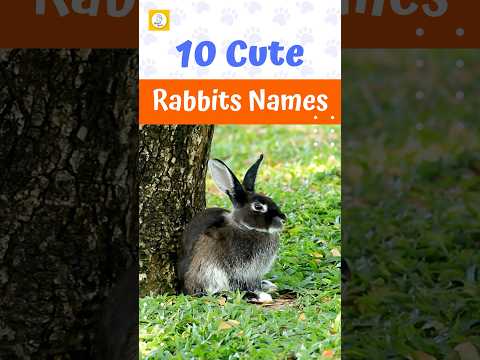 10 Cute Names for Pet Rabbits 🐇🐾