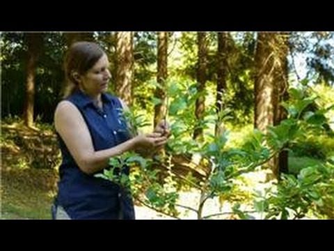Growing Ornamental & Edible Trees : How to Grow Honeycrisp Apples
