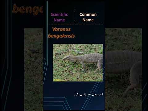scientific names of wall lizard and monitor lizard #scientificnames #monitor #gecko