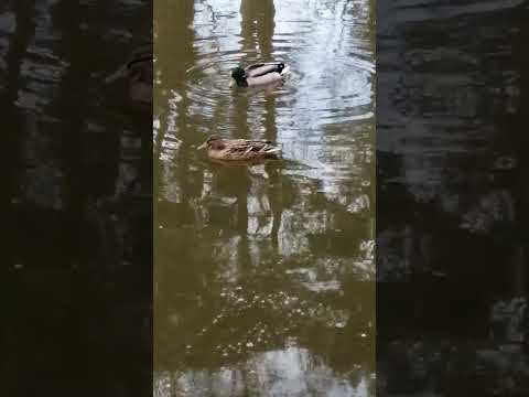 two ducks in the pond 26.3.25
