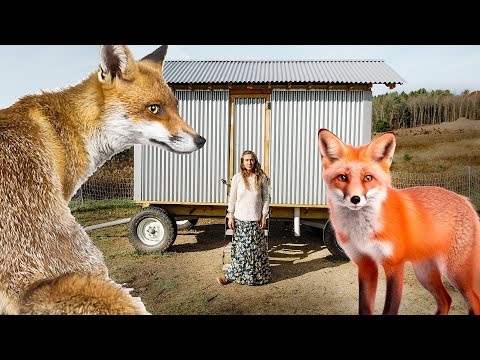 Fox in the Hen House