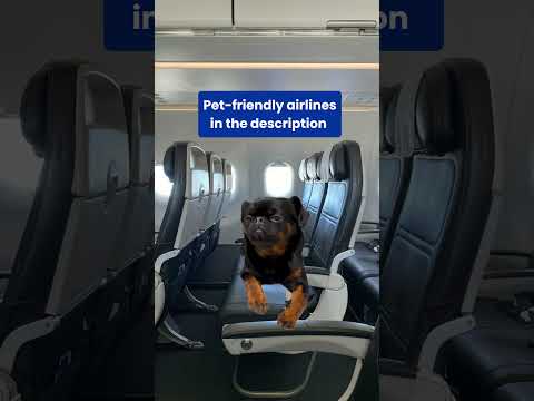 Flying with Pets: Guide to Pet-Friendly Airlines #petfriendlytravel #asaptickets #airlines