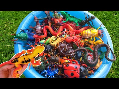Learn Reptile and Insect Names and Fun Facts for Kids | Educational Video for Toddlers