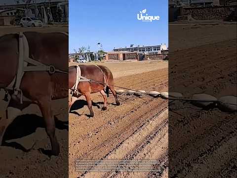 Field plowing for beginners: a simple guide to plowing a field