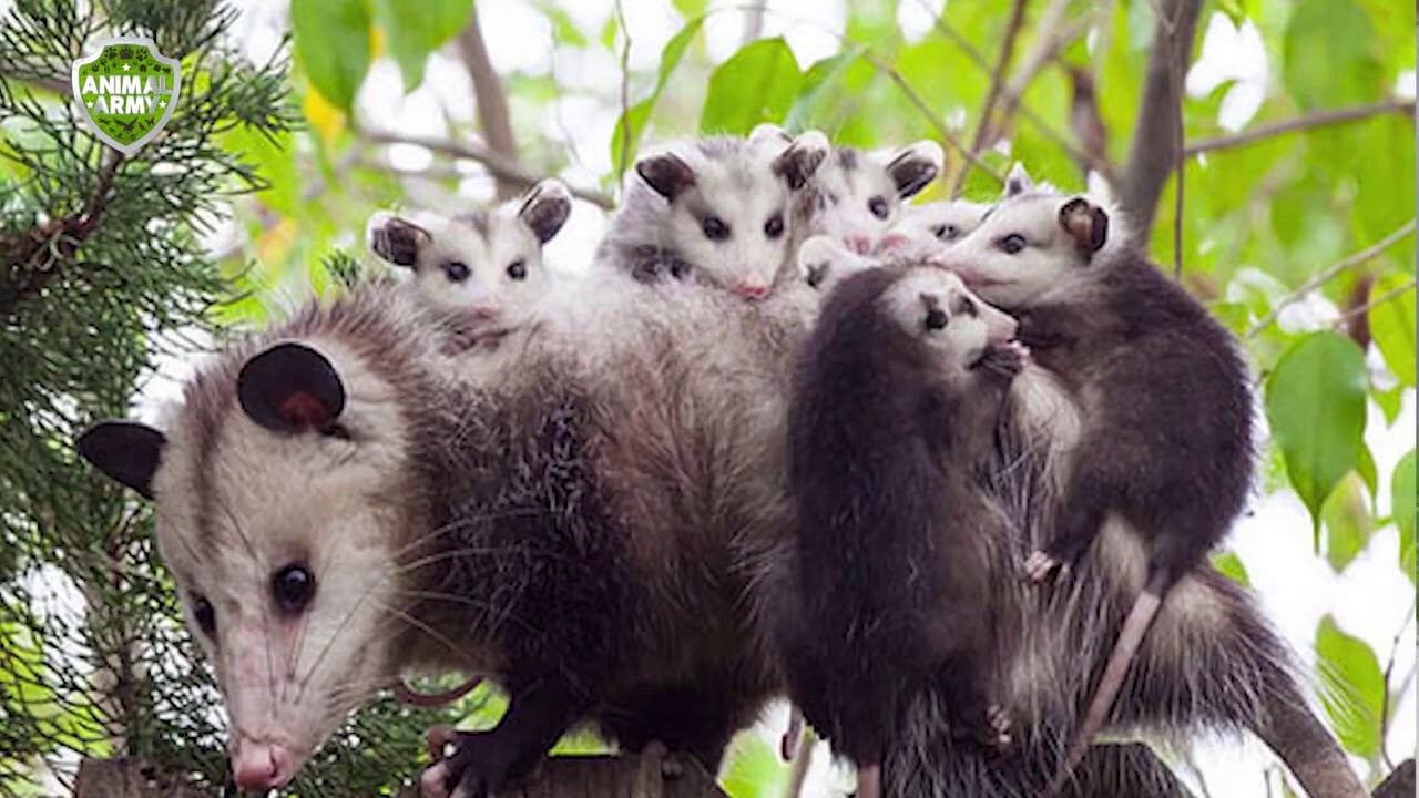 20 especies endémicas de México
