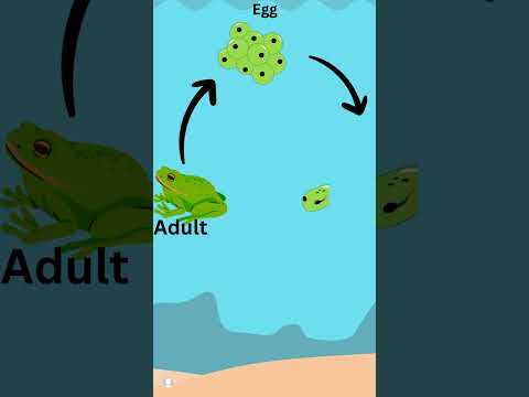Life Cycle of a Frog | Fascinating Transformation Explained!