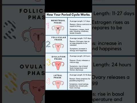 Menstrual Cycle