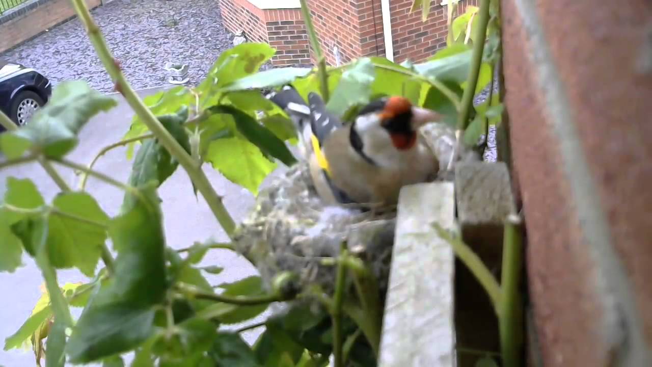 Goldfinch Nest