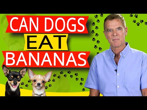 Can Dogs Eat Bananas (How Much?)