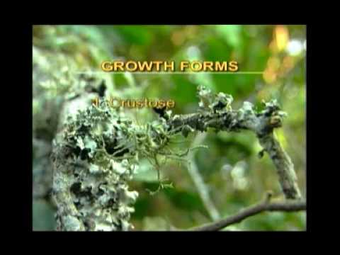 The lichens