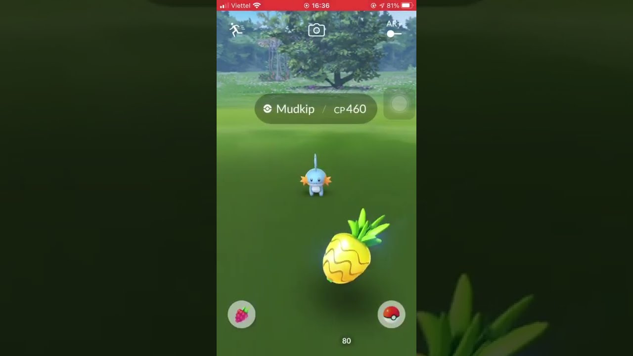 Catch #258 - Mudkip | Pokemon GO