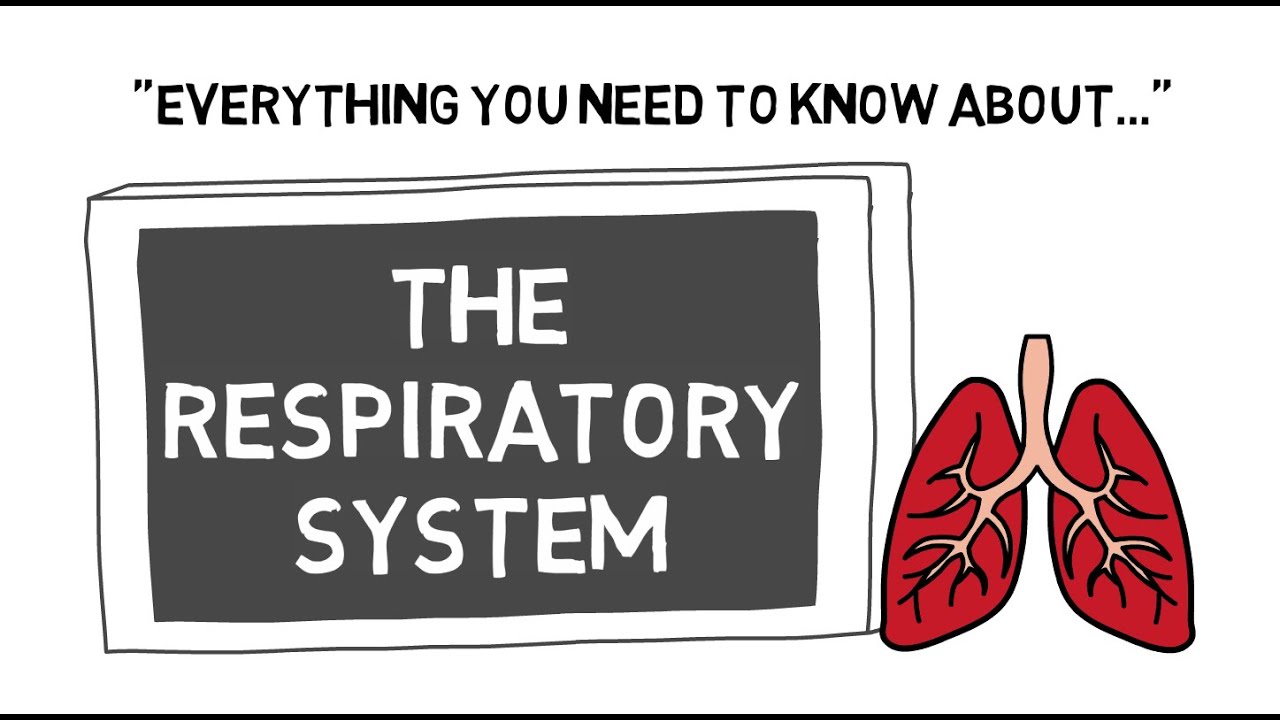 The Respiratory System | Sport Science Hub: Physiology Fundamentals | No Music