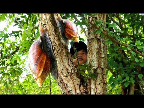 Garden Snail 44/ Giant snail hunters