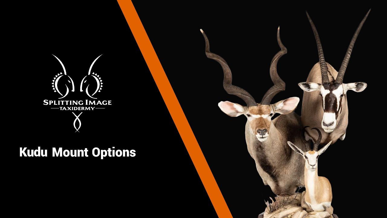 Kudu Mount Options | Splitting Image Taxidermy