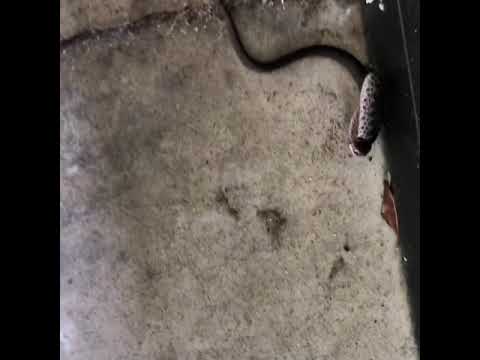 Baby Black Racer