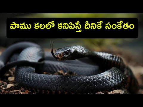 snake in dream meaning hindu astrology