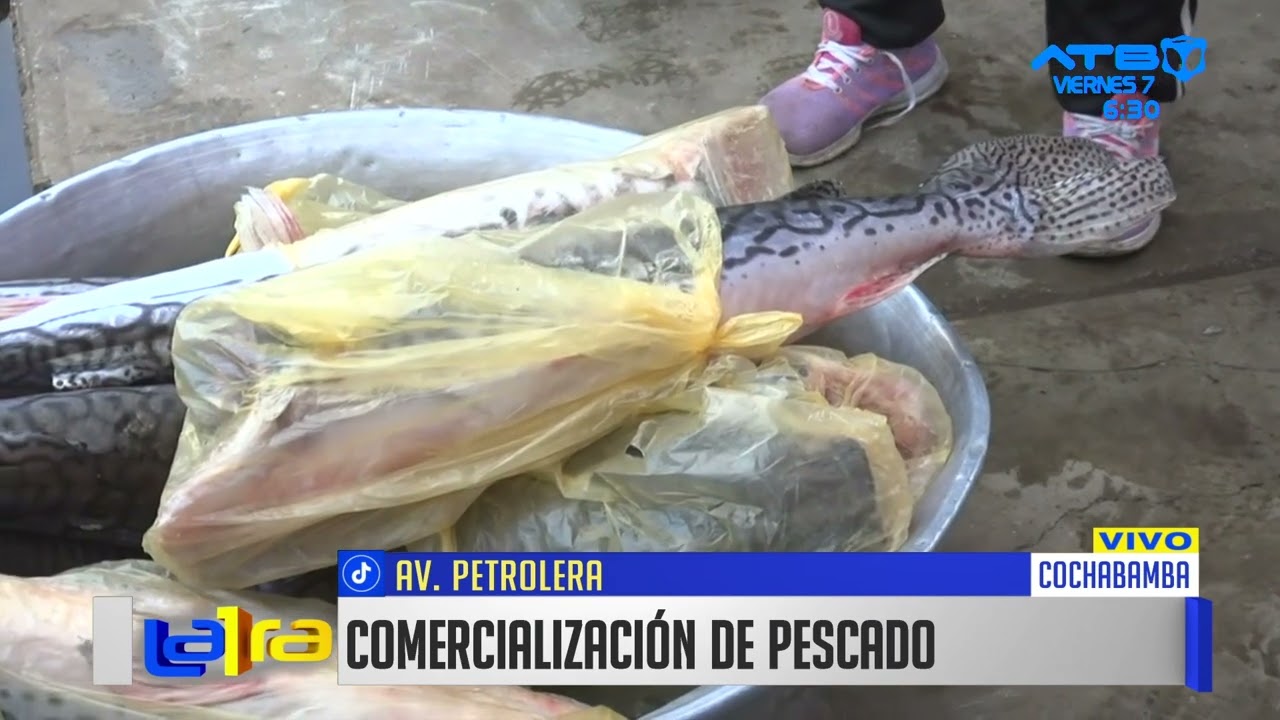 Cochabamba: El pescado se convierte en alternativa a la carne de res ...