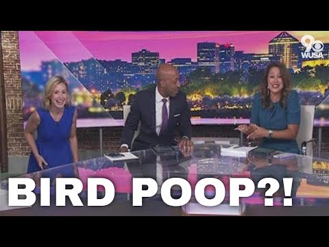Bird poops on news anchor, crew loses it