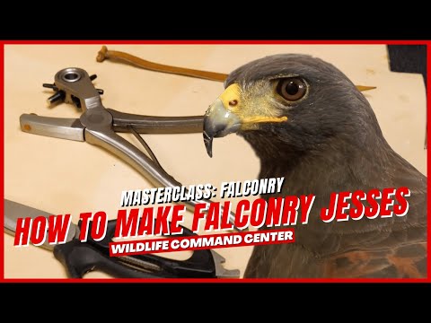 How to Make Jesses for Falconry | Wildlife Command Center - Ep. 3