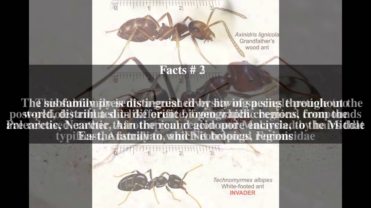 Dolichoderinae Top # 5 Facts