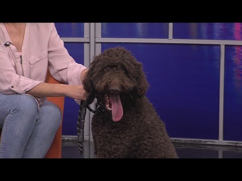 Pet of the Week