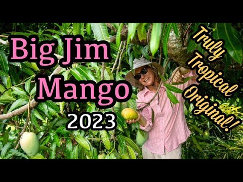 'Big Jim' Mango 2023!