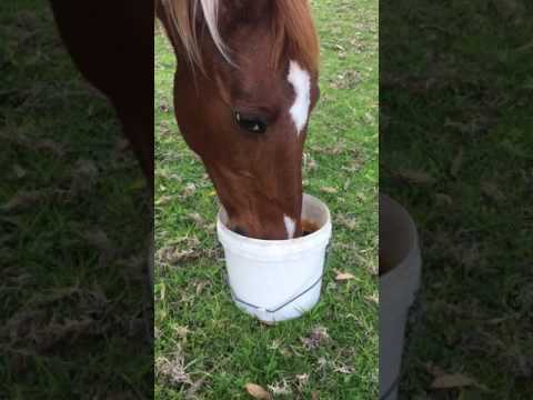 Horslyx Original Mini Vit & Mineral Lick 650g - JC Milton & Co